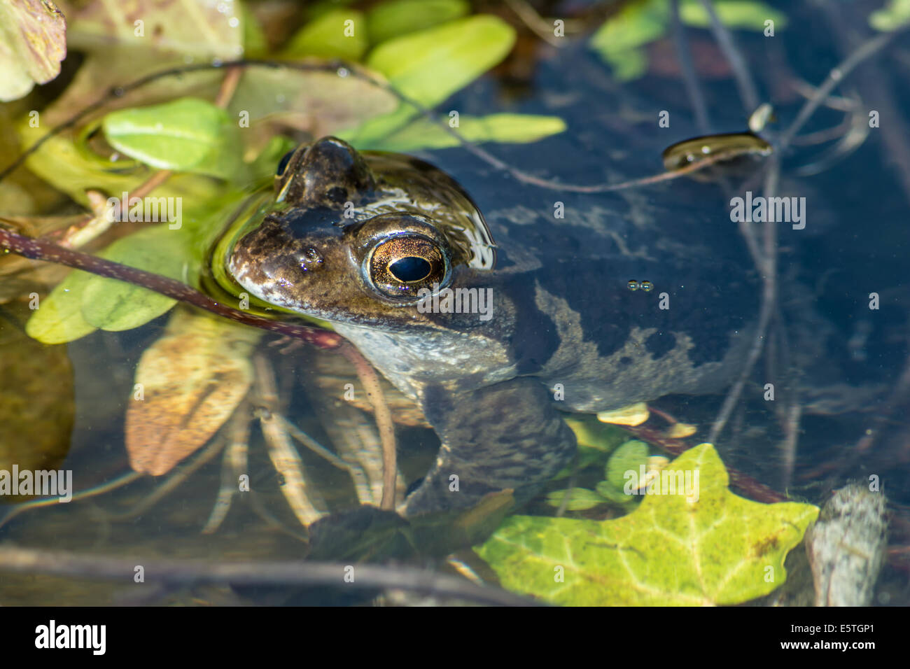 Closeup of a toad in the water Stock Photo - Alamy