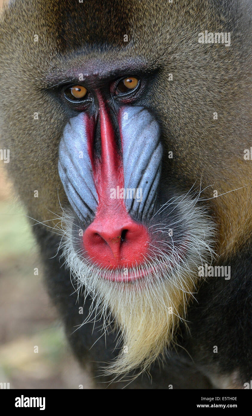 Mandrill hi-res stock photography and images - Alamy