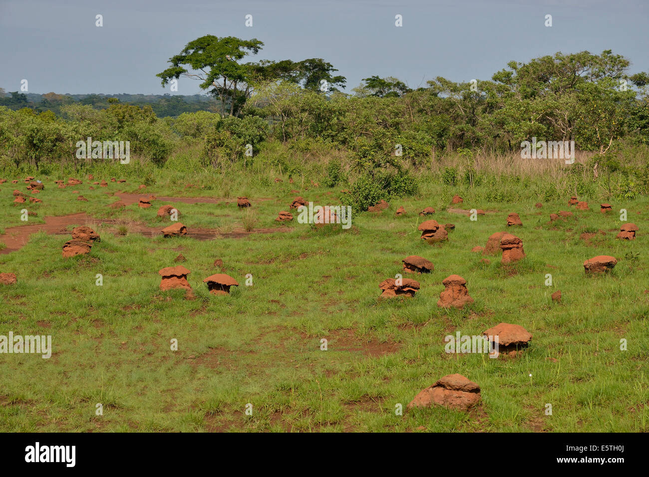 Mushroom-shaped termite mounds (Cubitermes fungifaber), Southwest ...