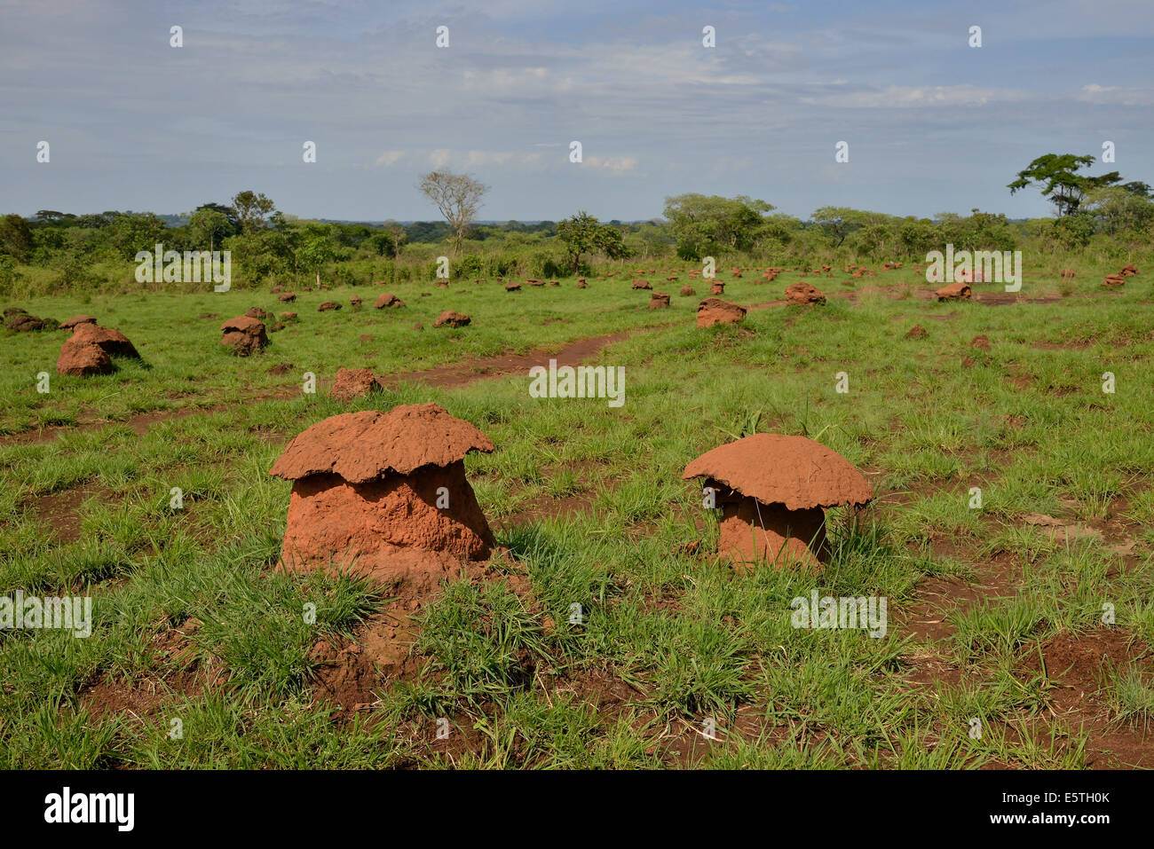 Cubitermes fungifaber hi-res stock photography and images - Alamy