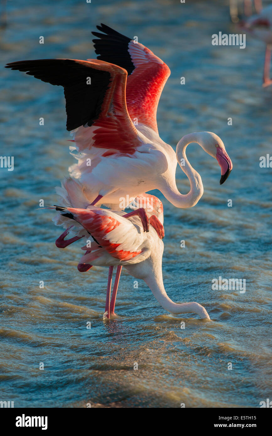 Mating flamingos hi-res stock photography and images - Alamy