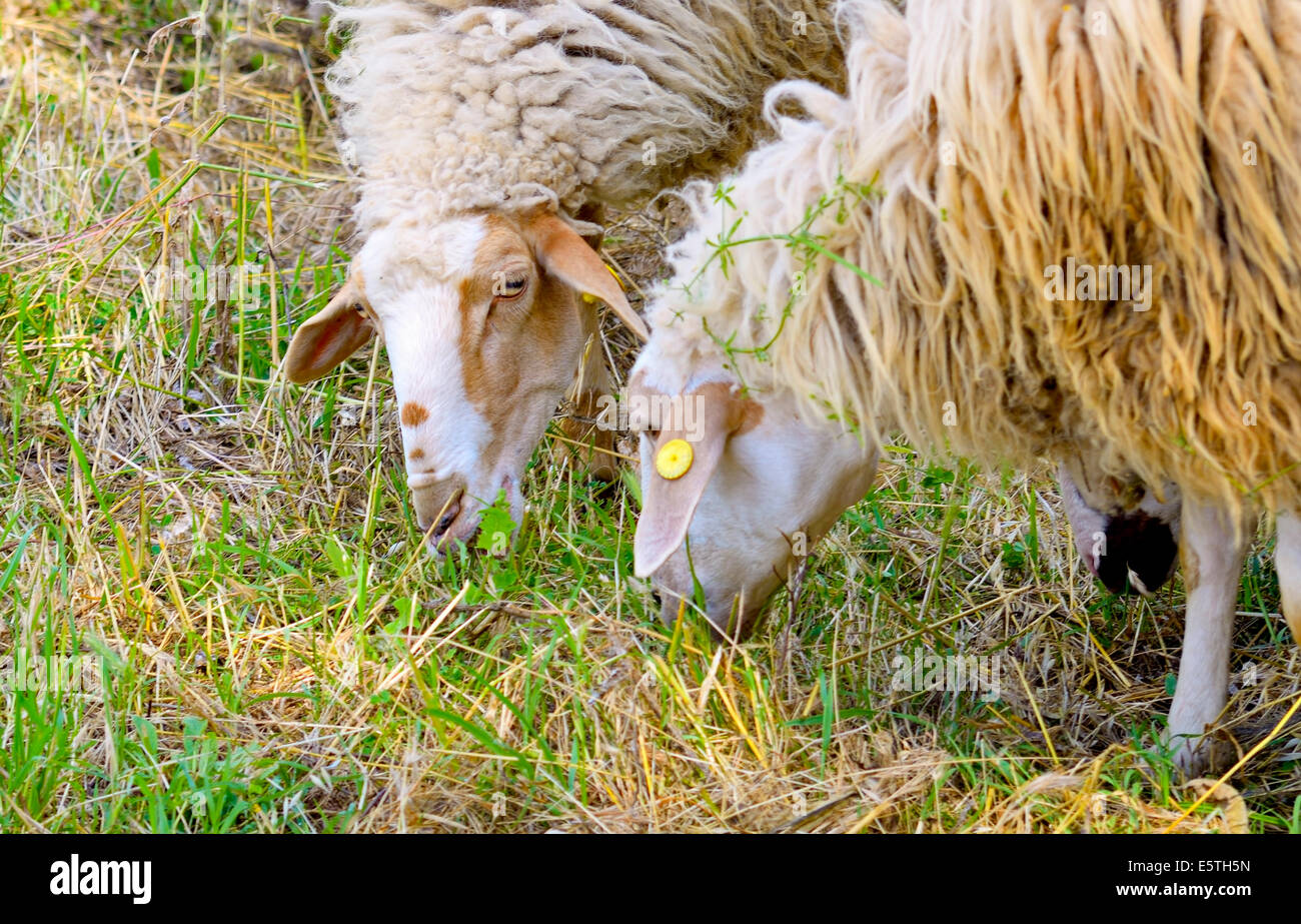 Graze on grass hi-res stock photography and images - Alamy