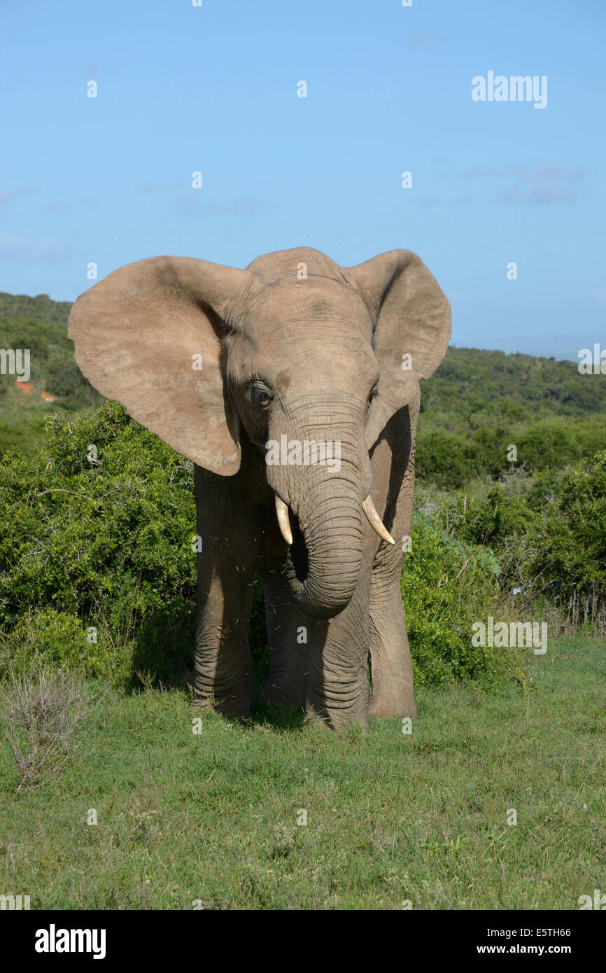African Elephant (Loxodonta africana), Addo Elephant National Park ...