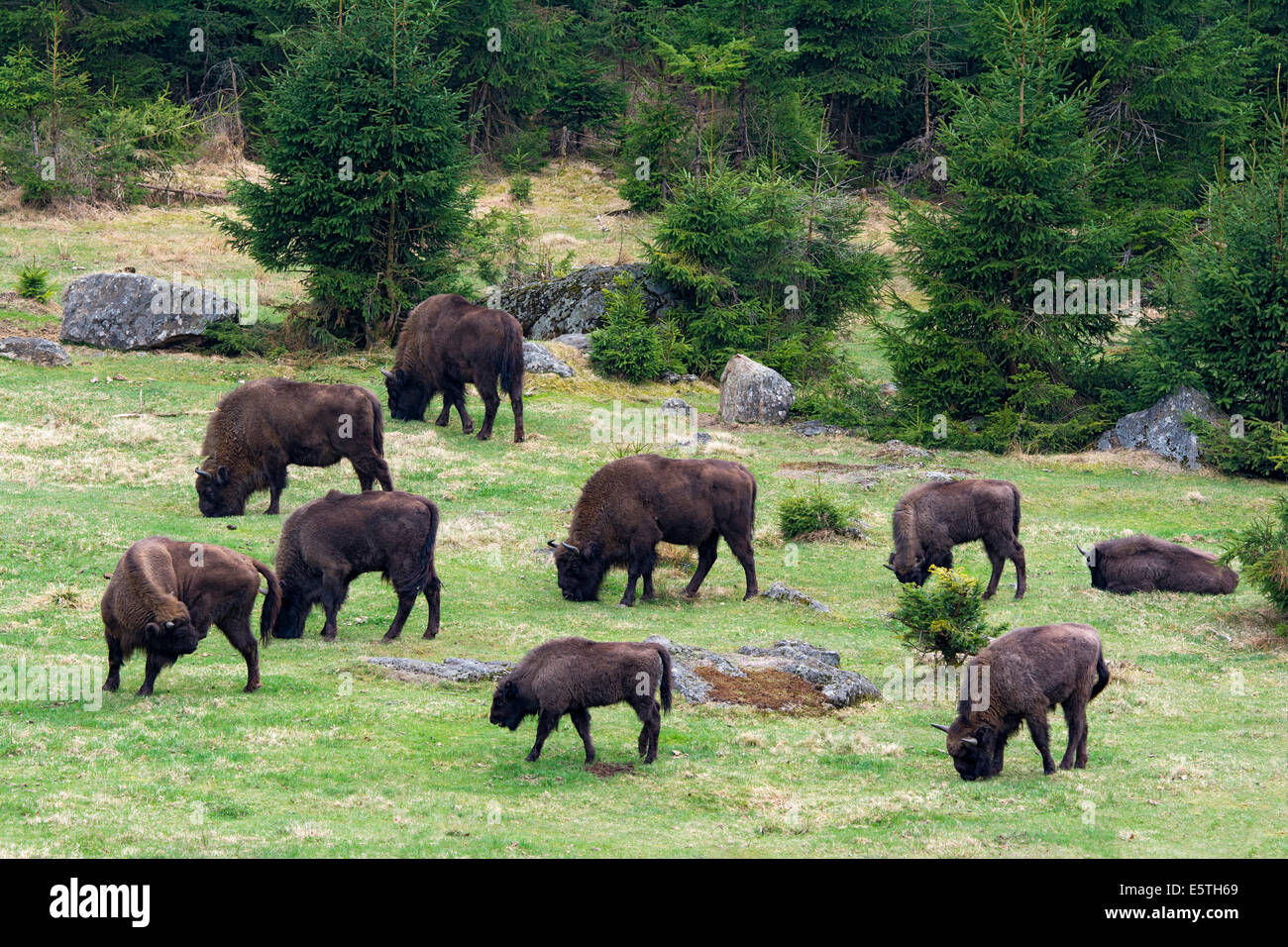 European Bisons or Wisents (Bison bonasus), captive, Bavaria, Germany ...