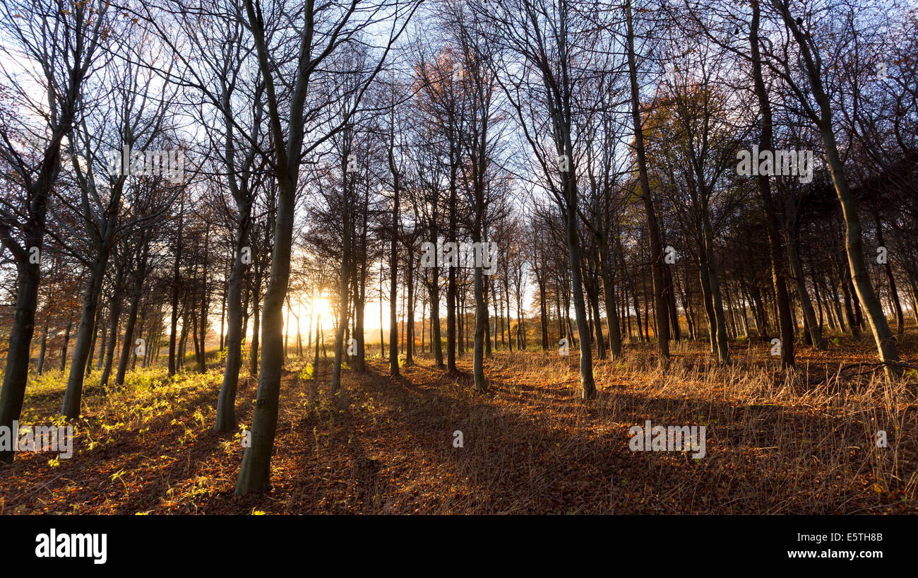 Late Afternoon Winter Sunlight Shining Through Trees In Woodland At