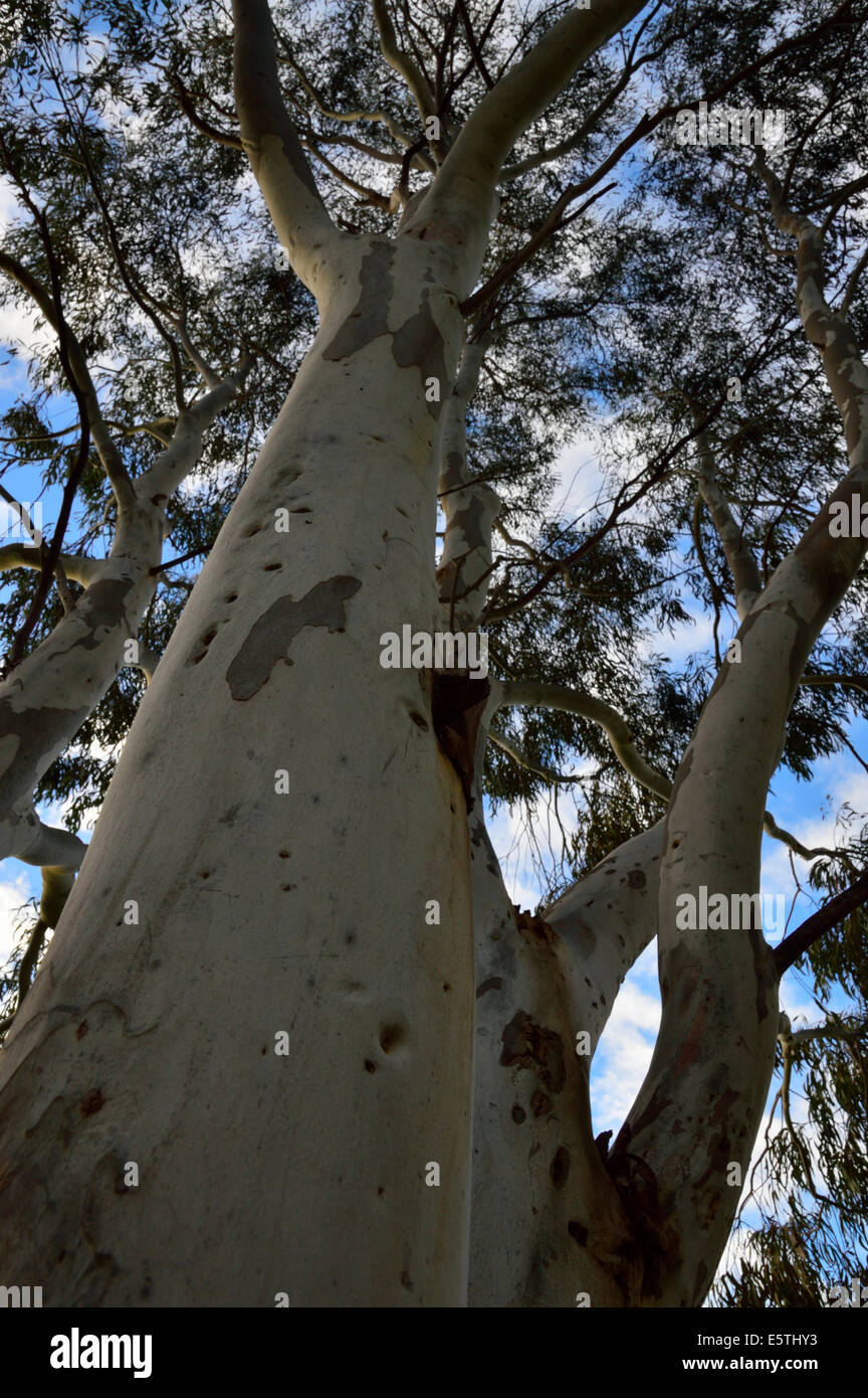 Australian gum tree leaves hi-res stock photography and images - Alamy