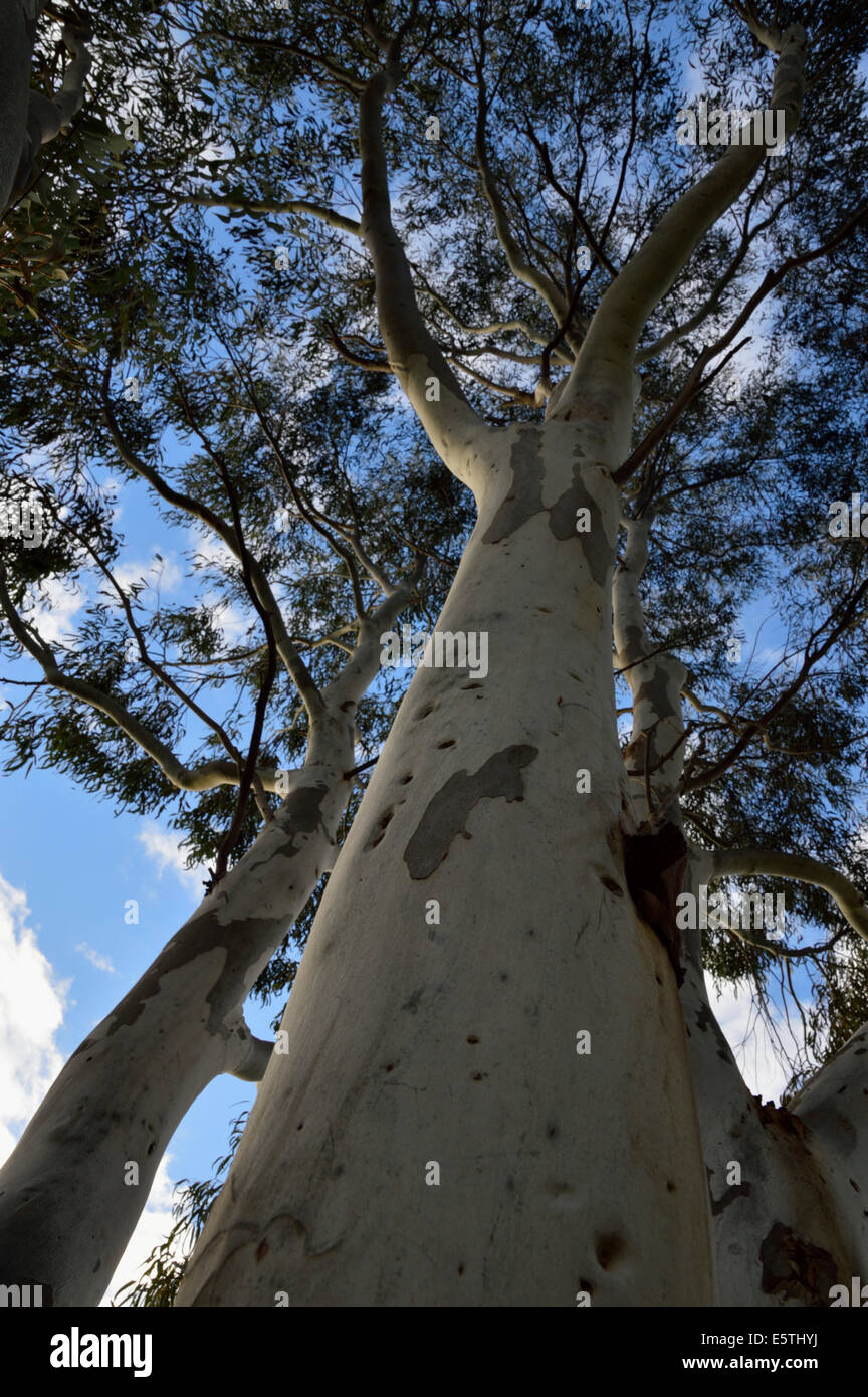 White Gum Tree Flowers High Resolution Stock Photography and Images - Alamy
