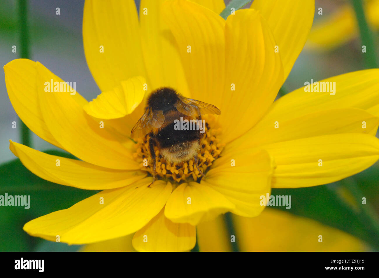 A Buff-Tailed Bumble Bee On A Yellow Daisy Flower.(Bombus terrestris ...