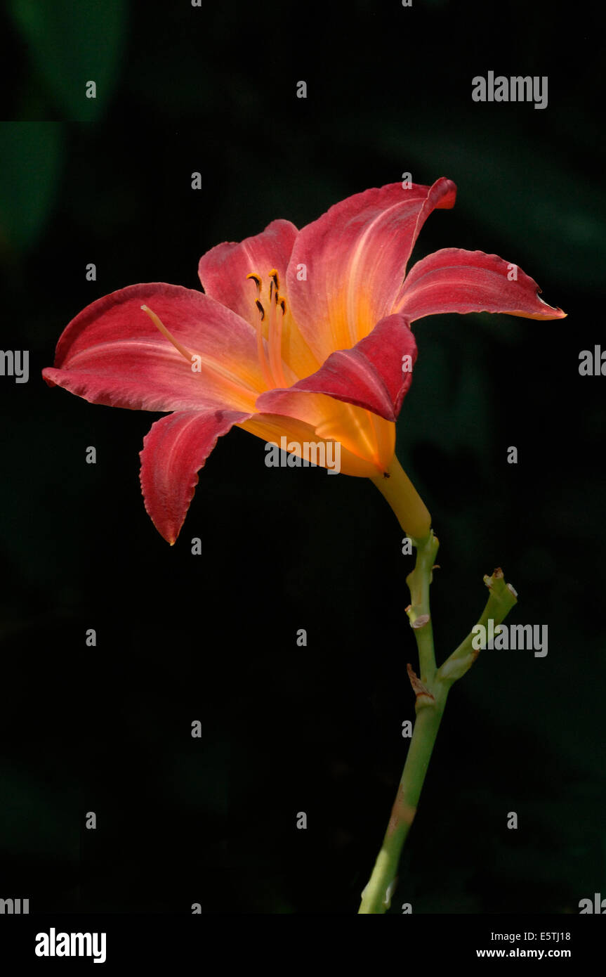 Staffordshire flower hi-res stock photography and images - Alamy