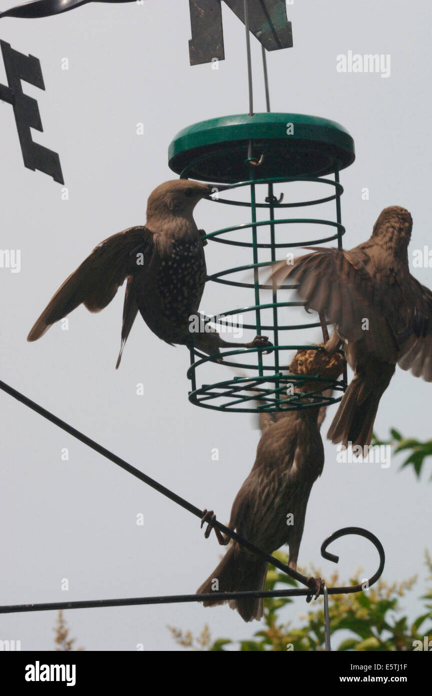 Young Starlings Feeding From A Fat Ball.(Sturnus vulgaris Stock Photo ...
