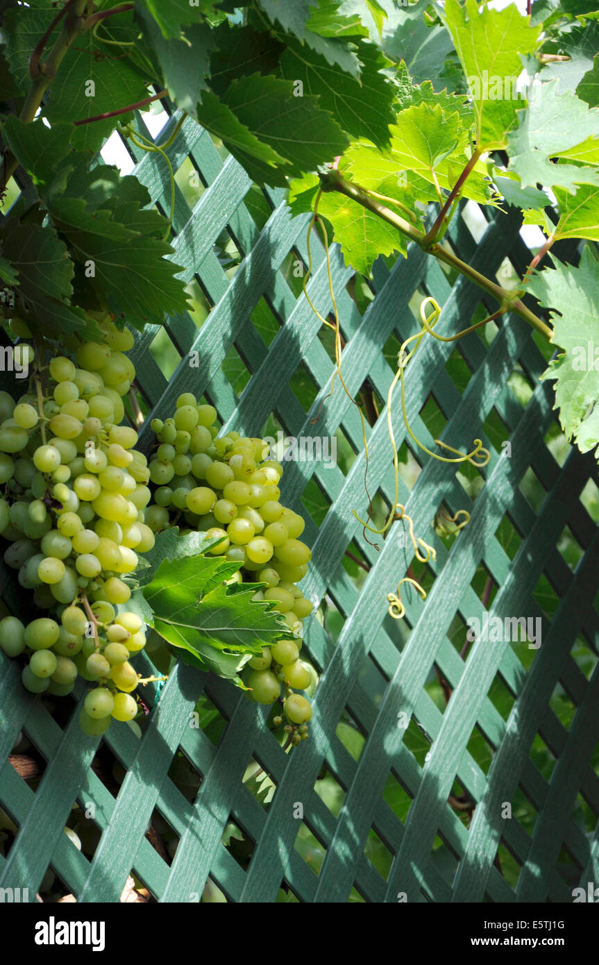 Bunches of sultana grapes hanging from a grape vine against a dark ...