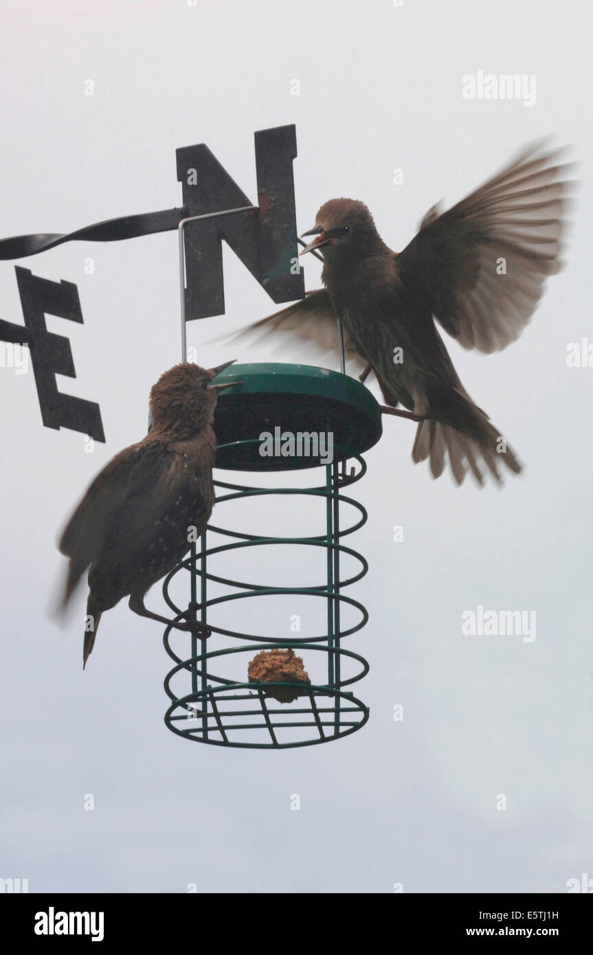 Young Starlings Feeding From A Fat Ball.(Sturnus vulgaris Stock Photo ...