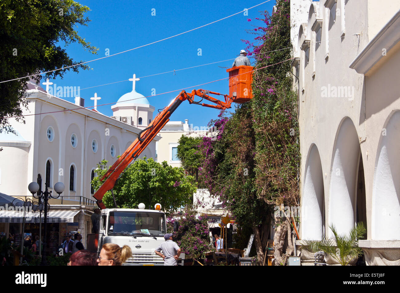 A contractor trimming purple bougainvillea flowers from Kos indoor ...