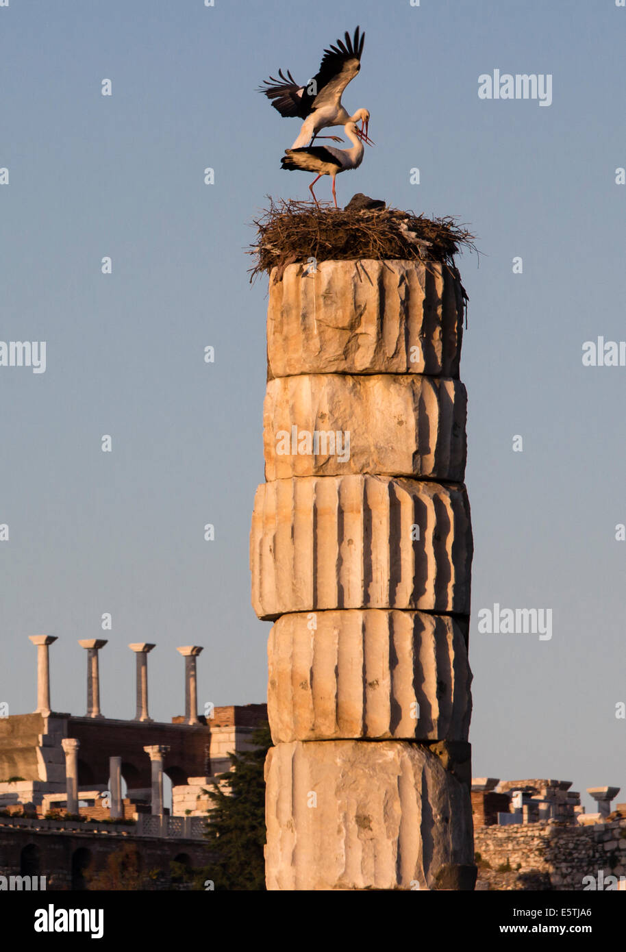 Stork nest on Artemis Temple Selçuk Turkey Stock Photo - Alamy