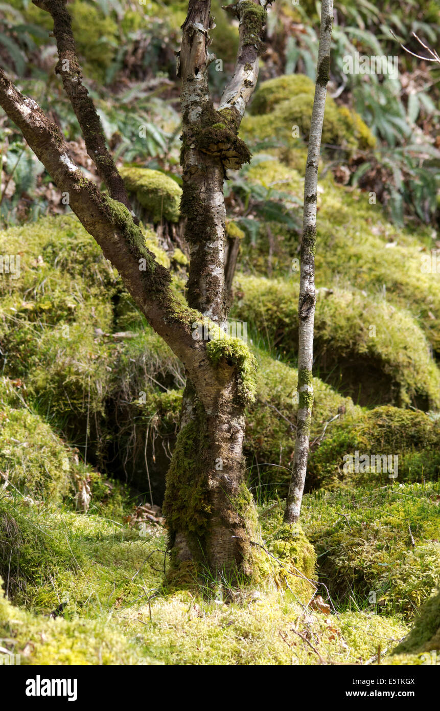 Brithdir, wales hi-res stock photography and images - Alamy