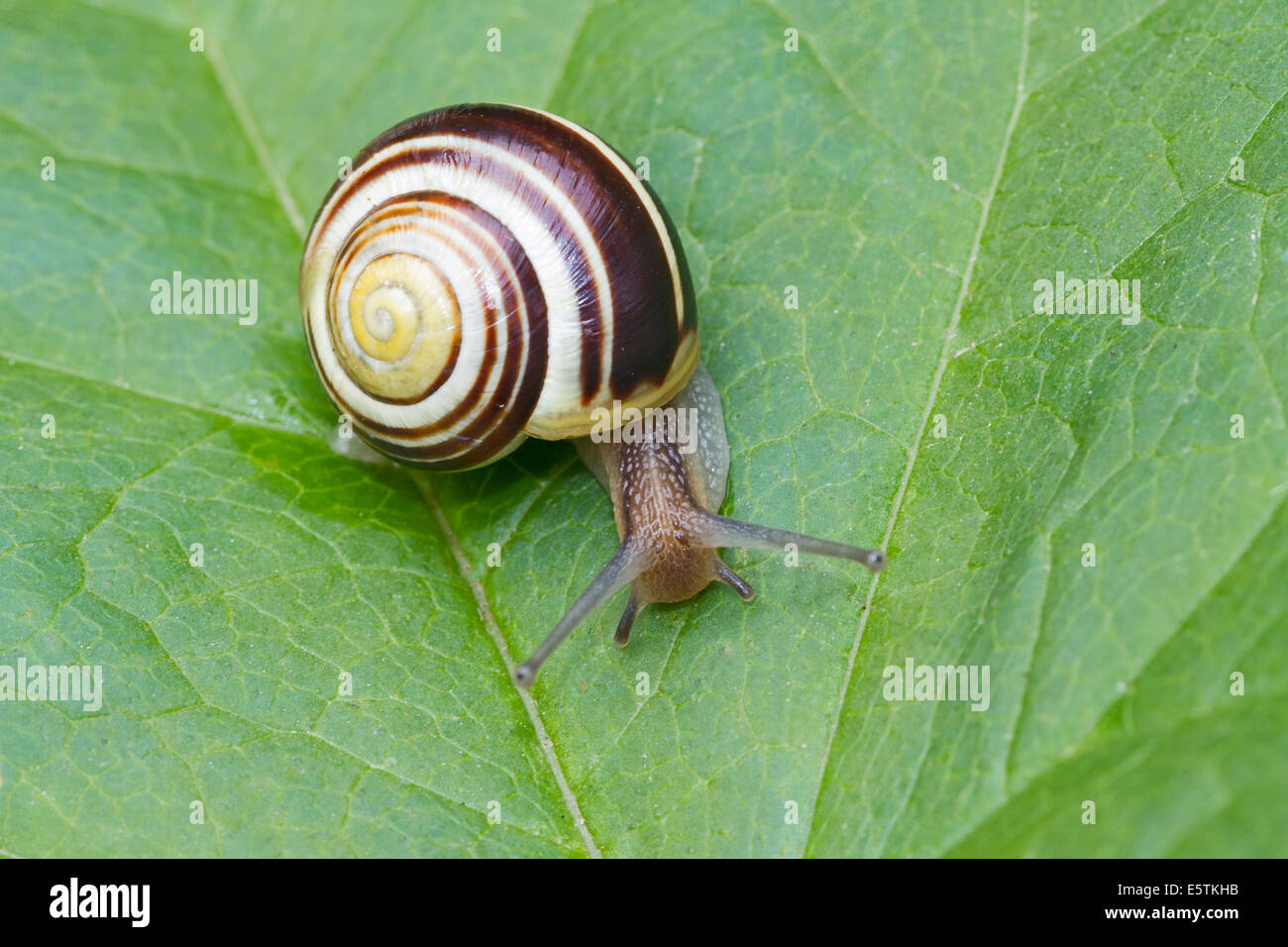 Brown-lipped Snail (Cepaea nemoralis Stock Photo - Alamy