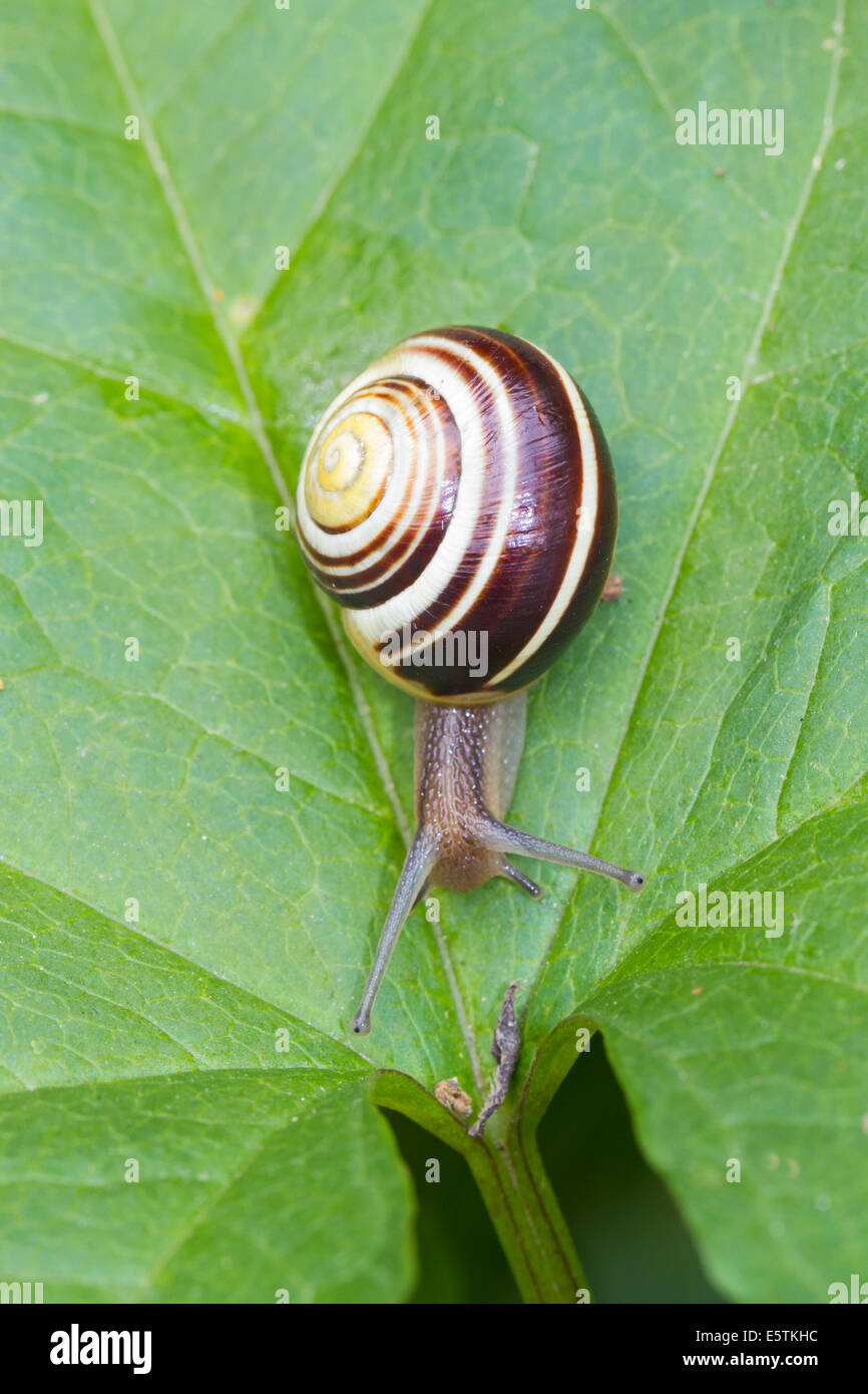 Brown-lipped Snail (Cepaea nemoralis Stock Photo - Alamy