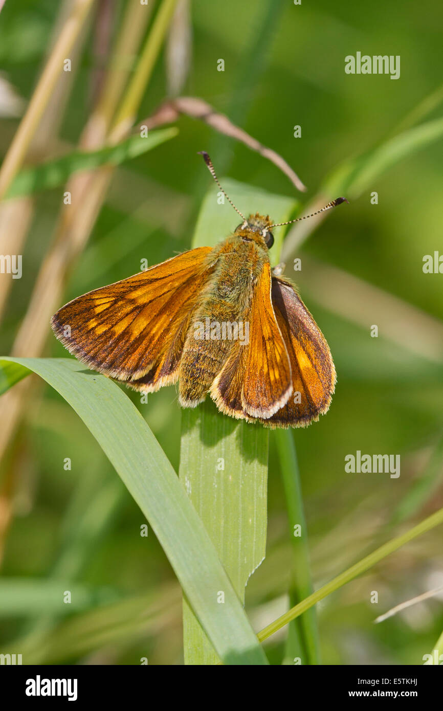 Male Large Skipper butterfly Stock Photo - Alamy