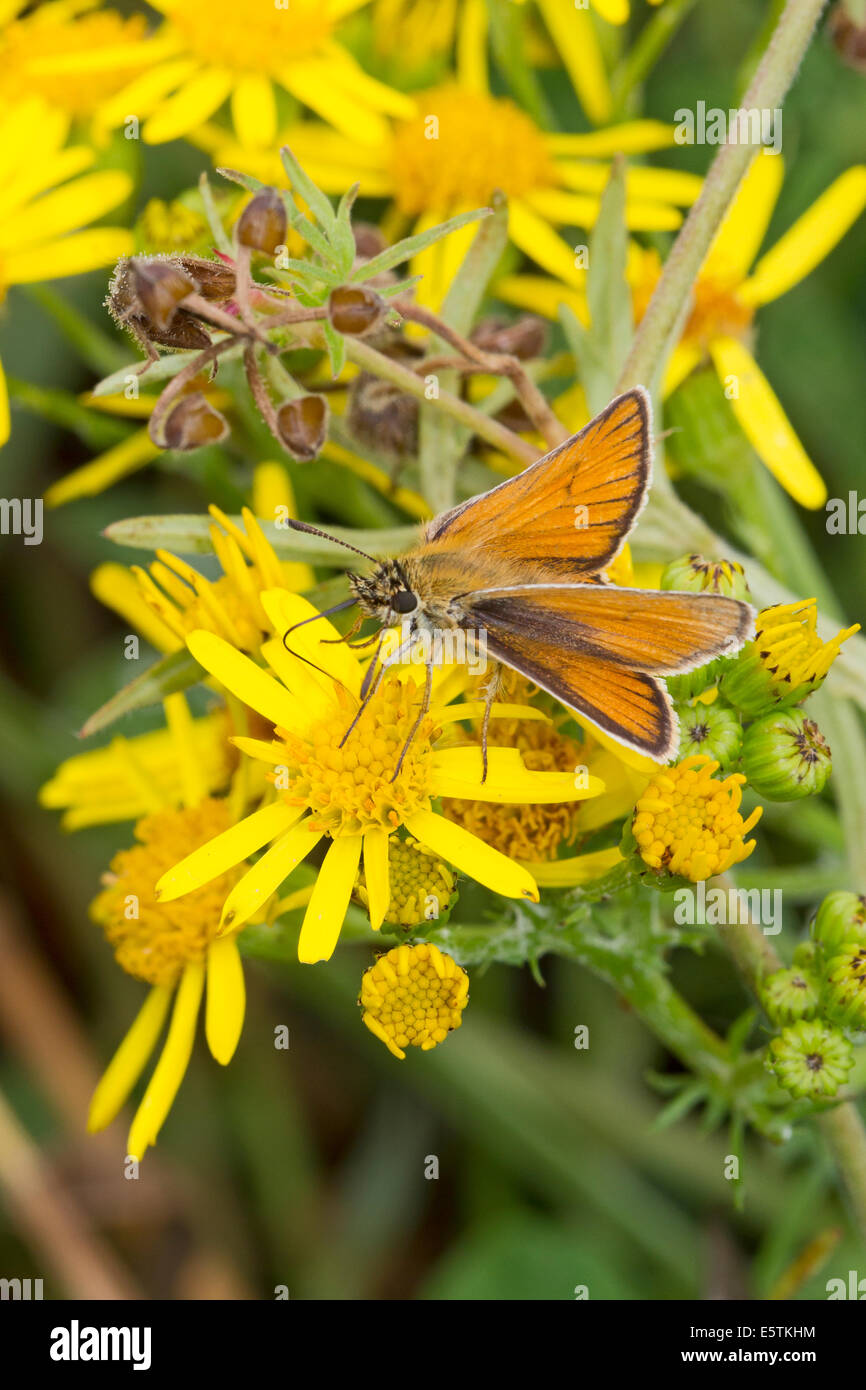 Female Small Skipper feeding on common ragwort Stock Photo - Alamy