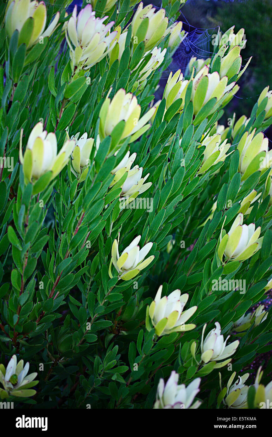 Fynbos flowers hi-res stock photography and images - Alamy