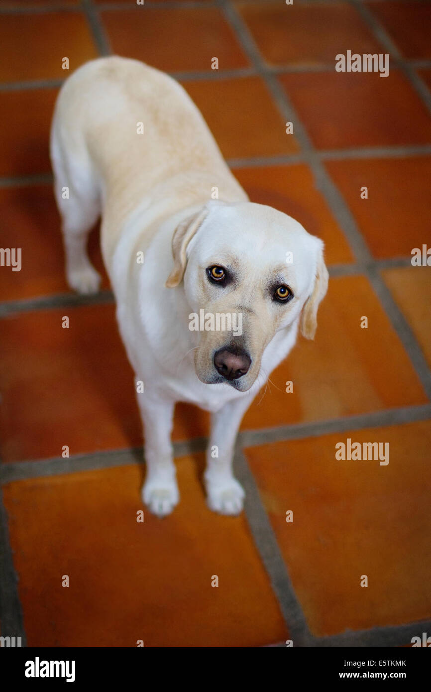 Cream labrador hi-res stock photography and images - Alamy