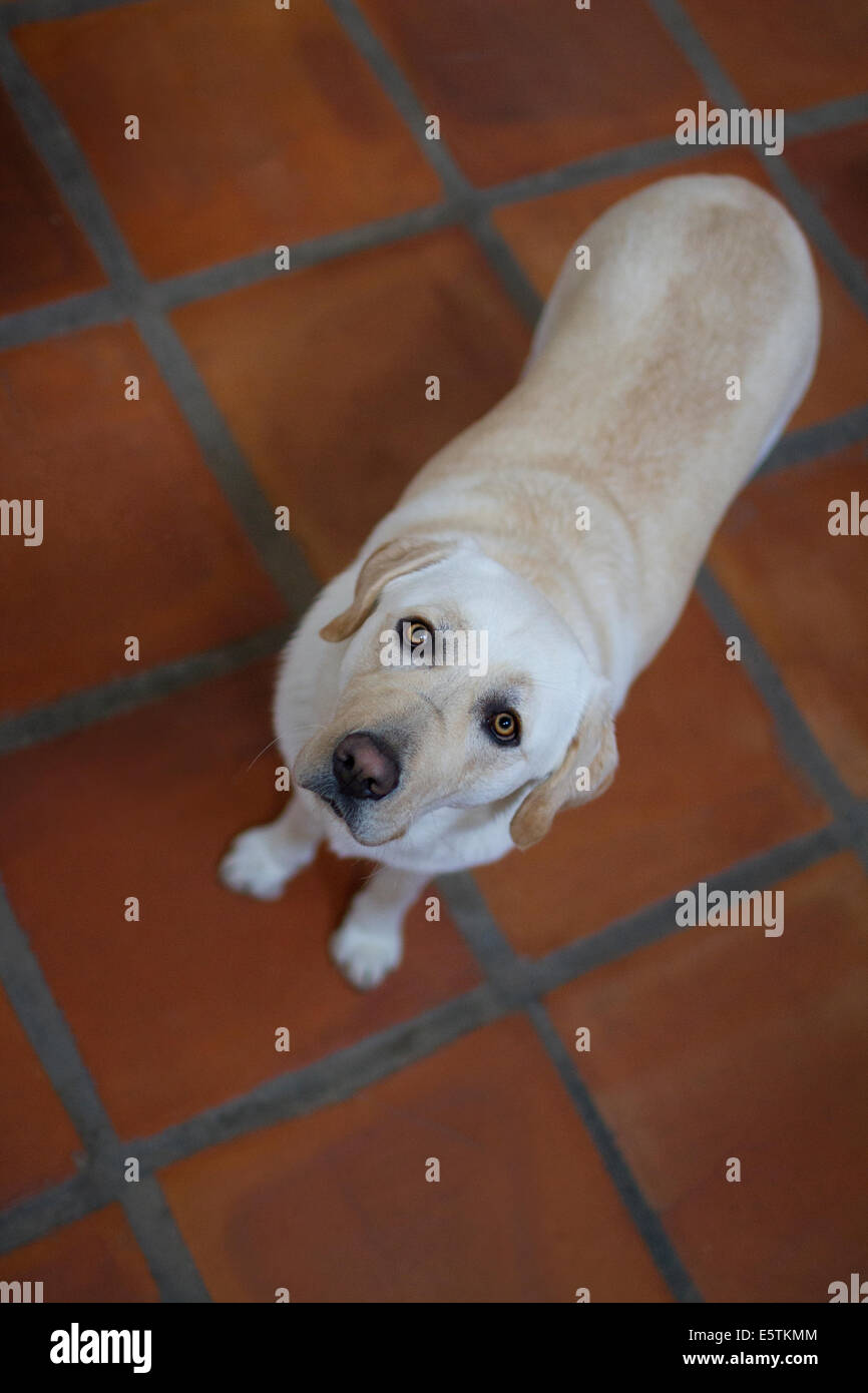 Lab labrador mutt breed hi-res stock photography and images - Alamy