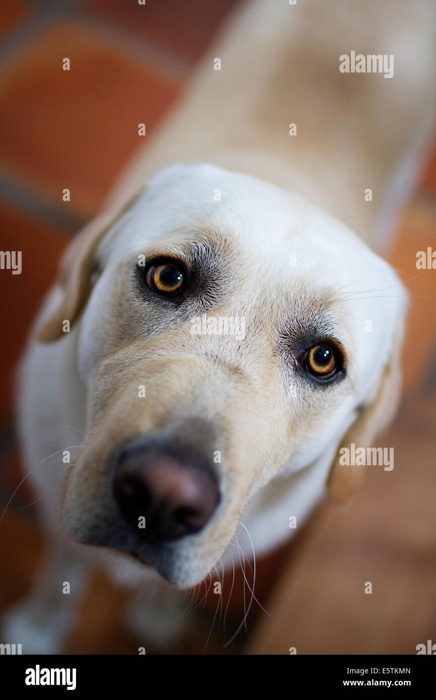 Pet Labrador dog Stock Photo - Alamy