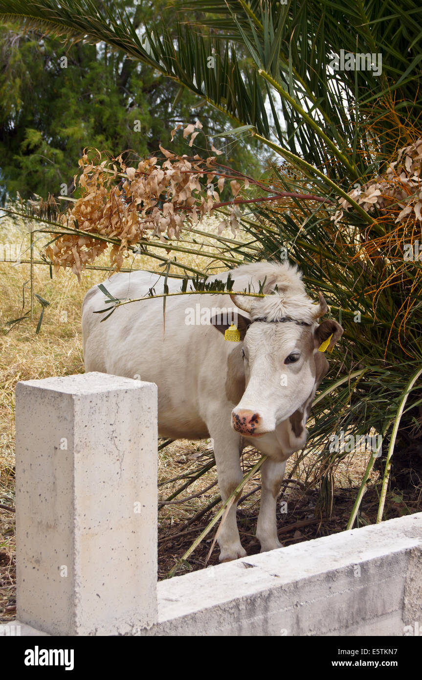 Cows field greece hi-res stock photography and images - Alamy