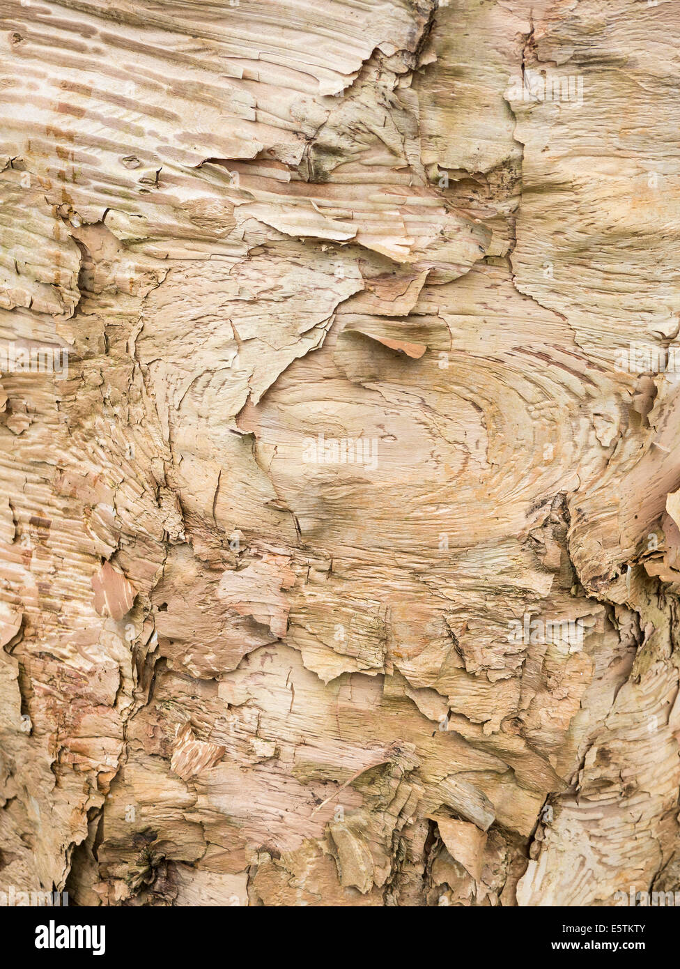 White peeling bark hi-res stock photography and images - Alamy