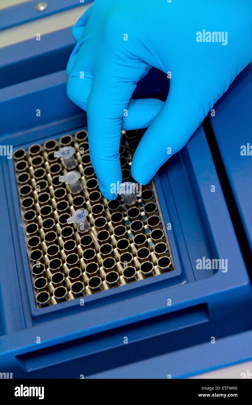 Research scientist putting test tube Stock Photo - Alamy