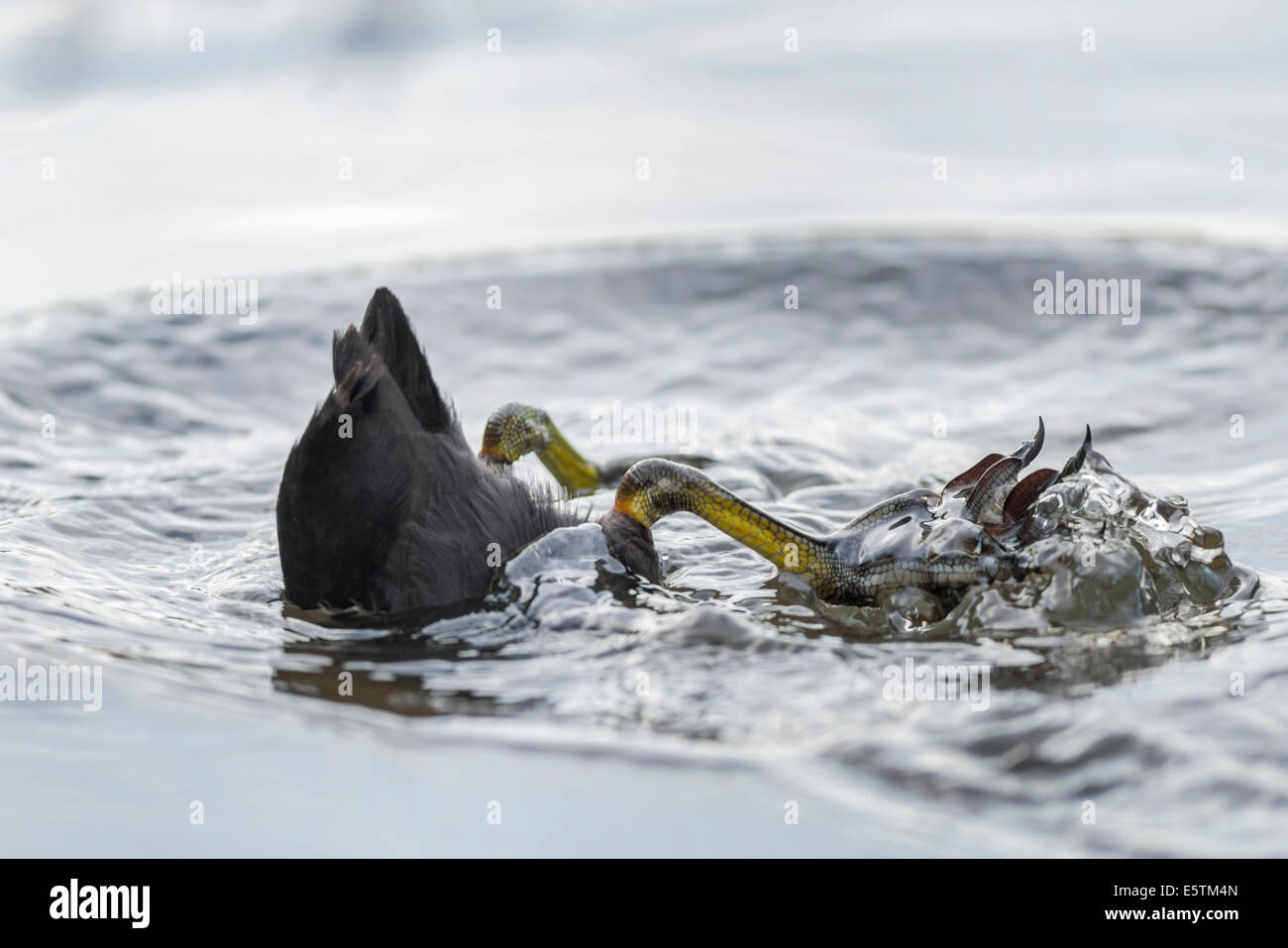 Diving into pool hi-res stock photography and images - Alamy