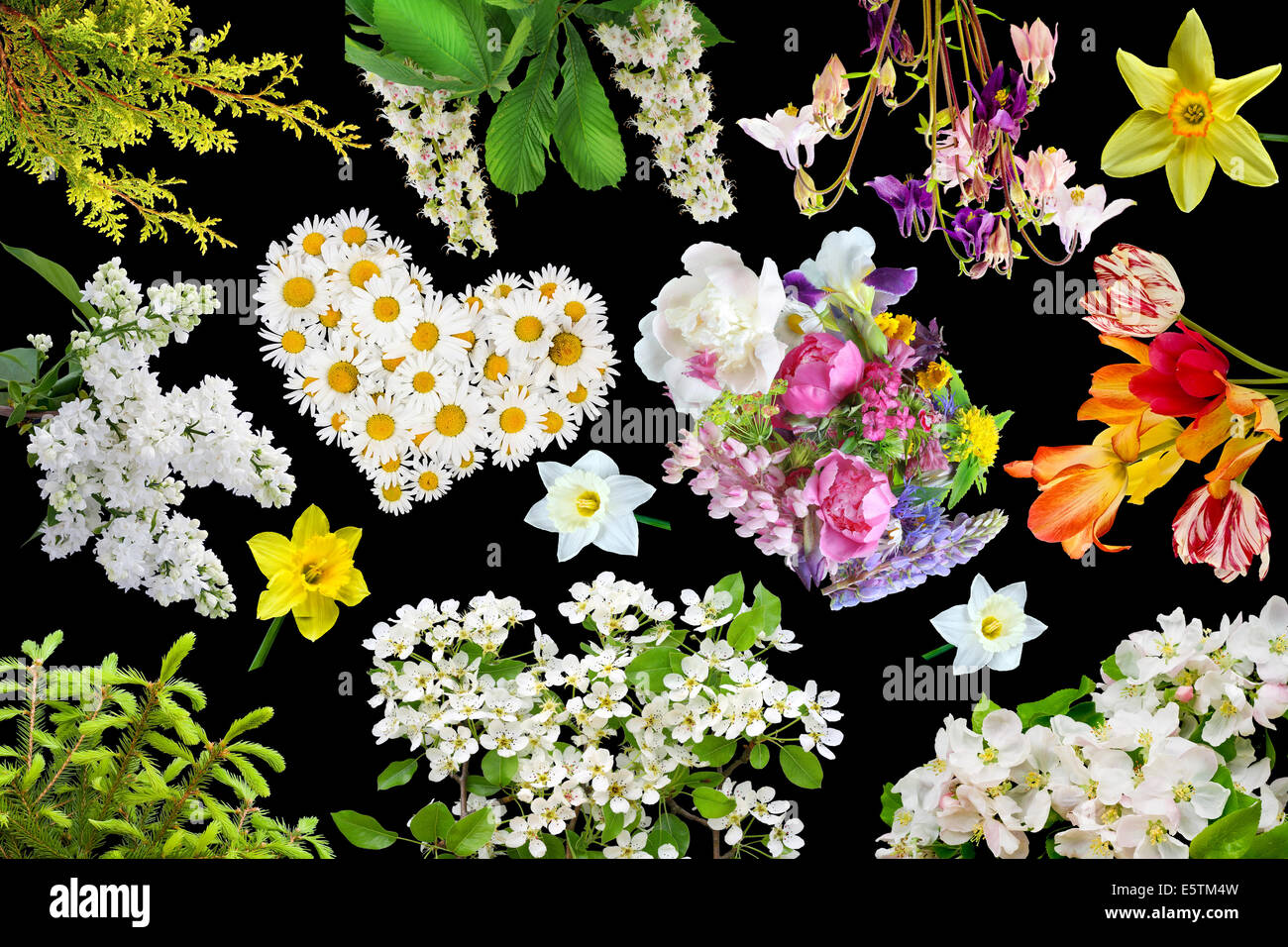 Floral collage from various plants isolated on black. Full size images ...