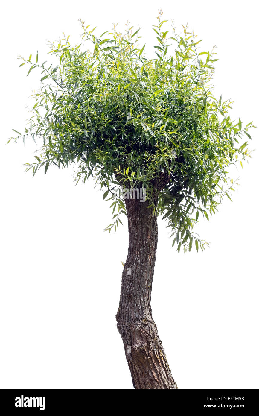 Old ugly tree hi-res stock photography and images - Alamy