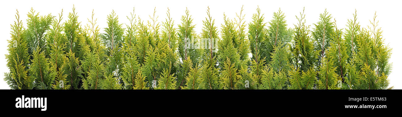 Big Line of the Christmas coniferous prickly evergreen tree ibranches ...