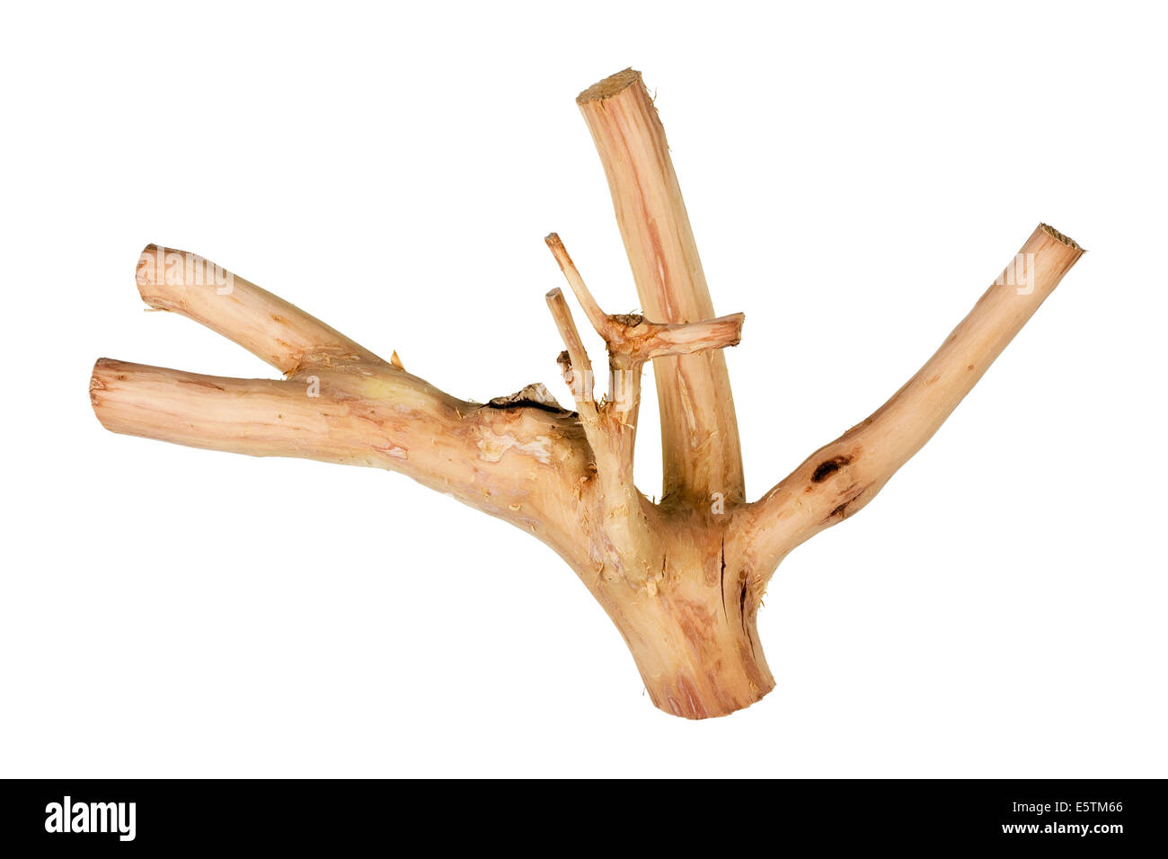 The peeled tree without bark for Halloween collages. Isolated concept ...