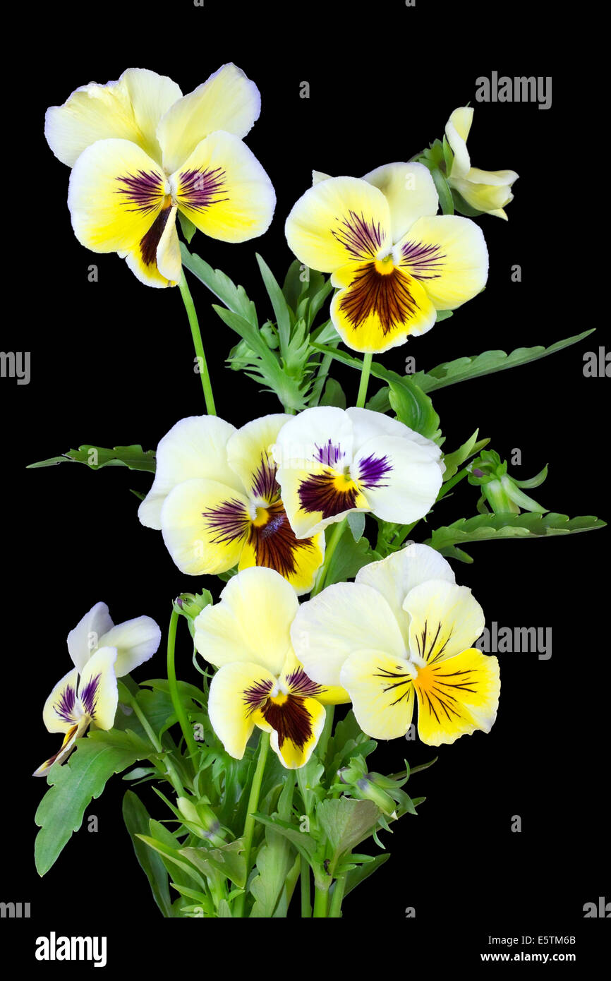 Pansie head isolated hi-res stock photography and images - Alamy