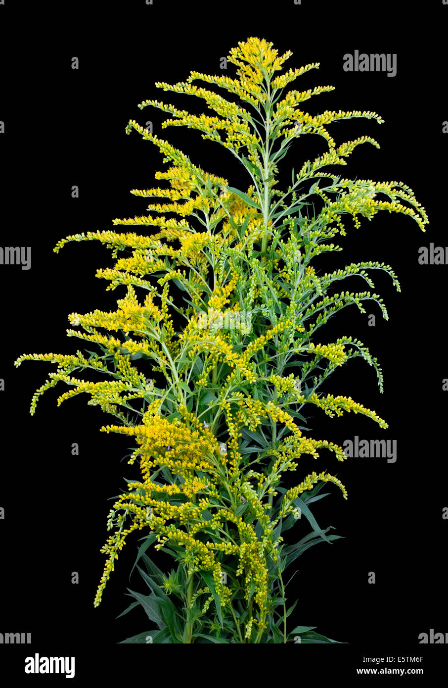 Yellow terry fluffy bush on a black background for Halloween collage ...