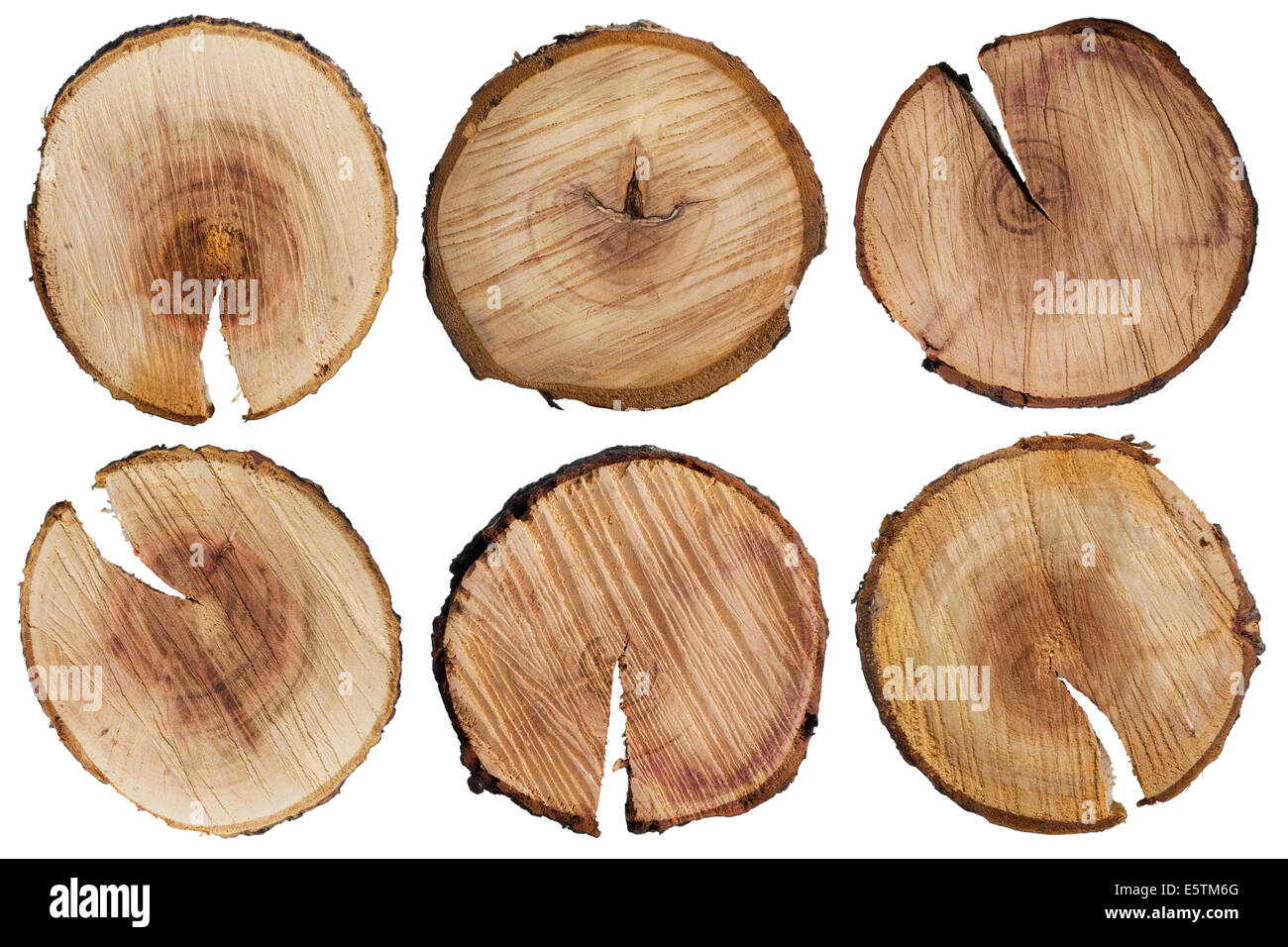 Tree cross section white oak hi-res stock photography and images - Alamy