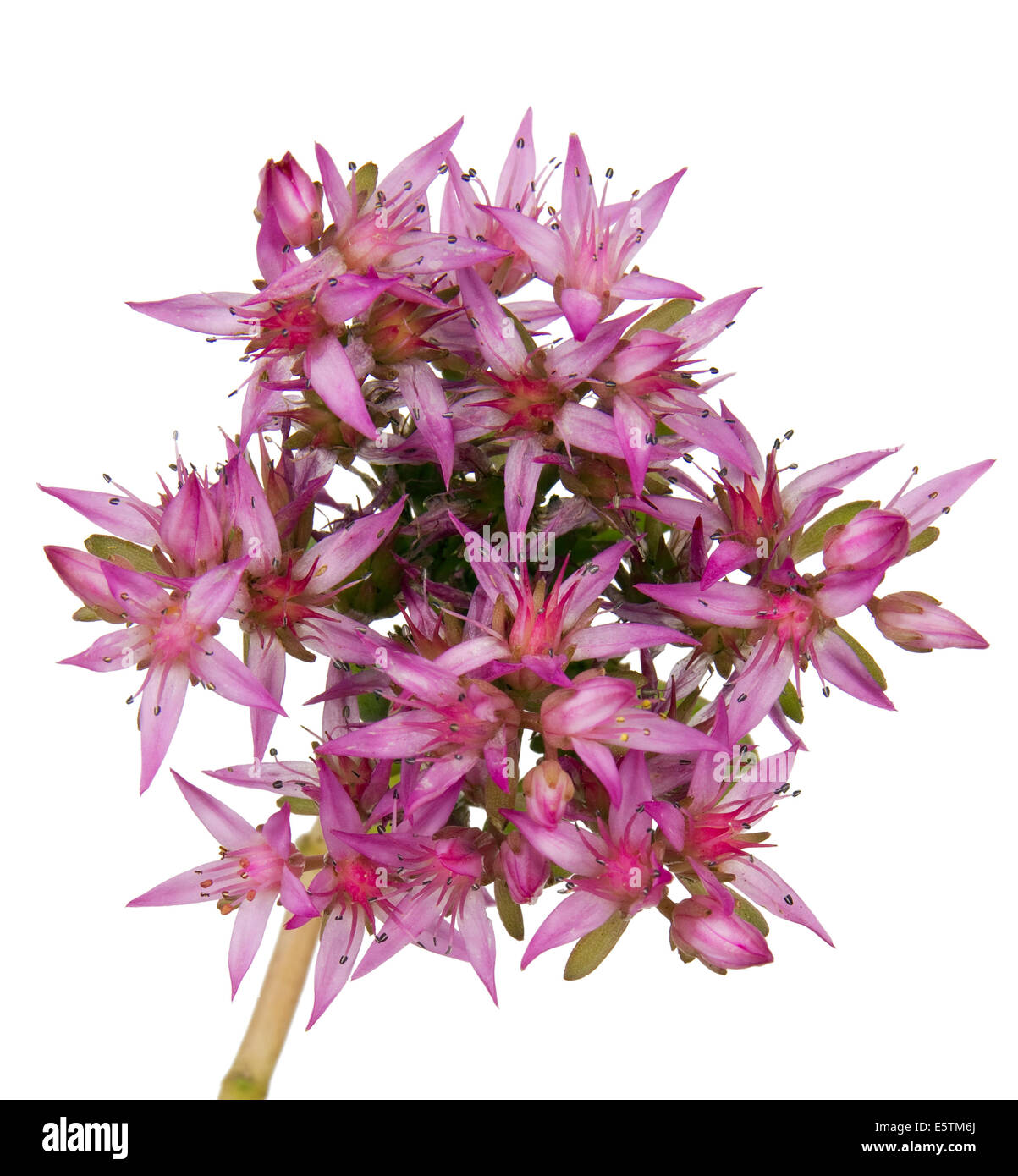 Sparkly flower hi-res stock photography and images - Alamy