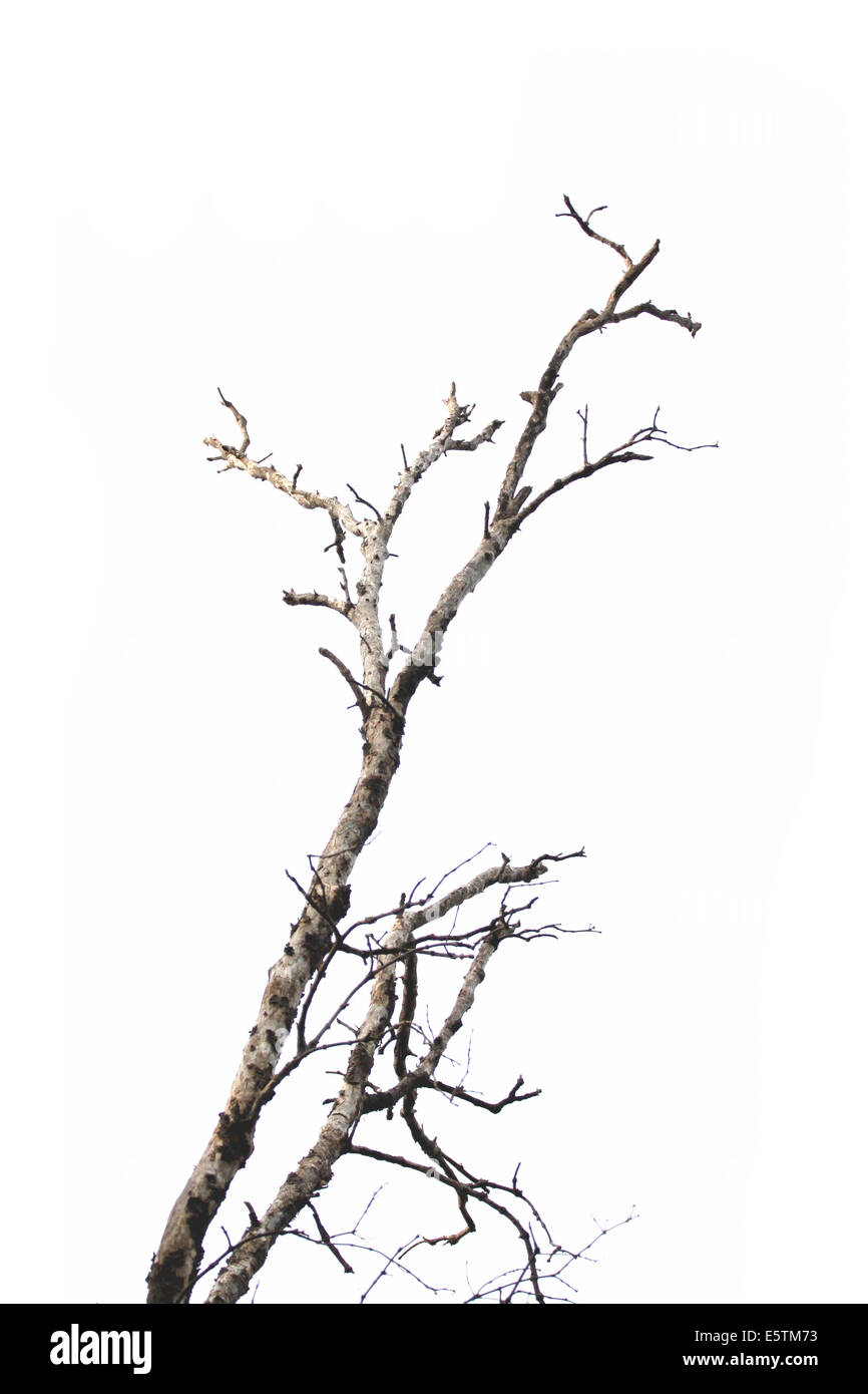 The dead tree isolated on white background Stock Photo - Alamy