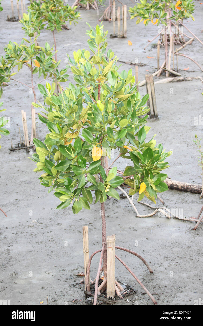 Mangrove tree on seaside coastal hi-res stock photography and images ...