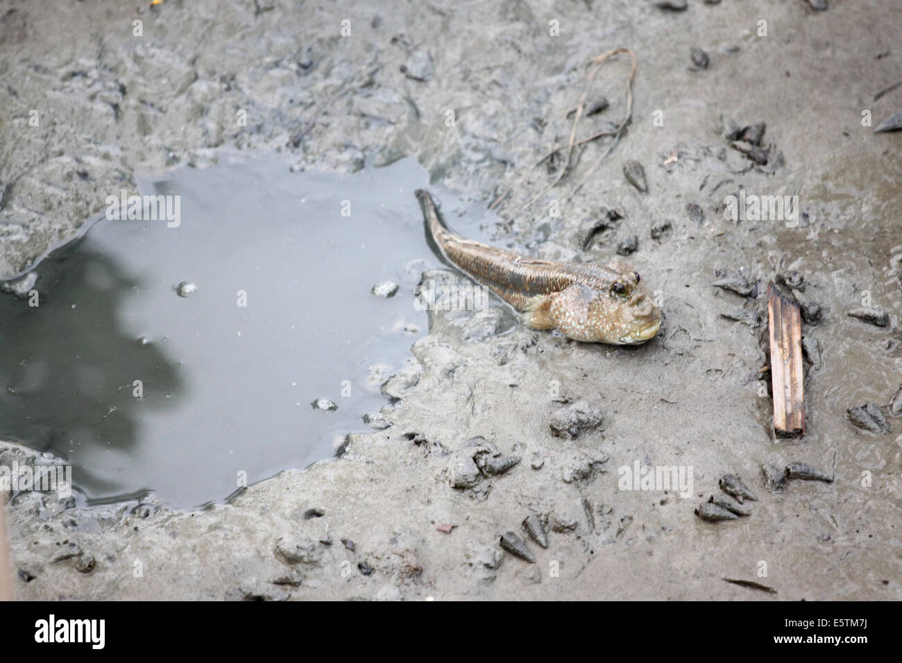 Mudskipper tree hi-res stock photography and images - Alamy