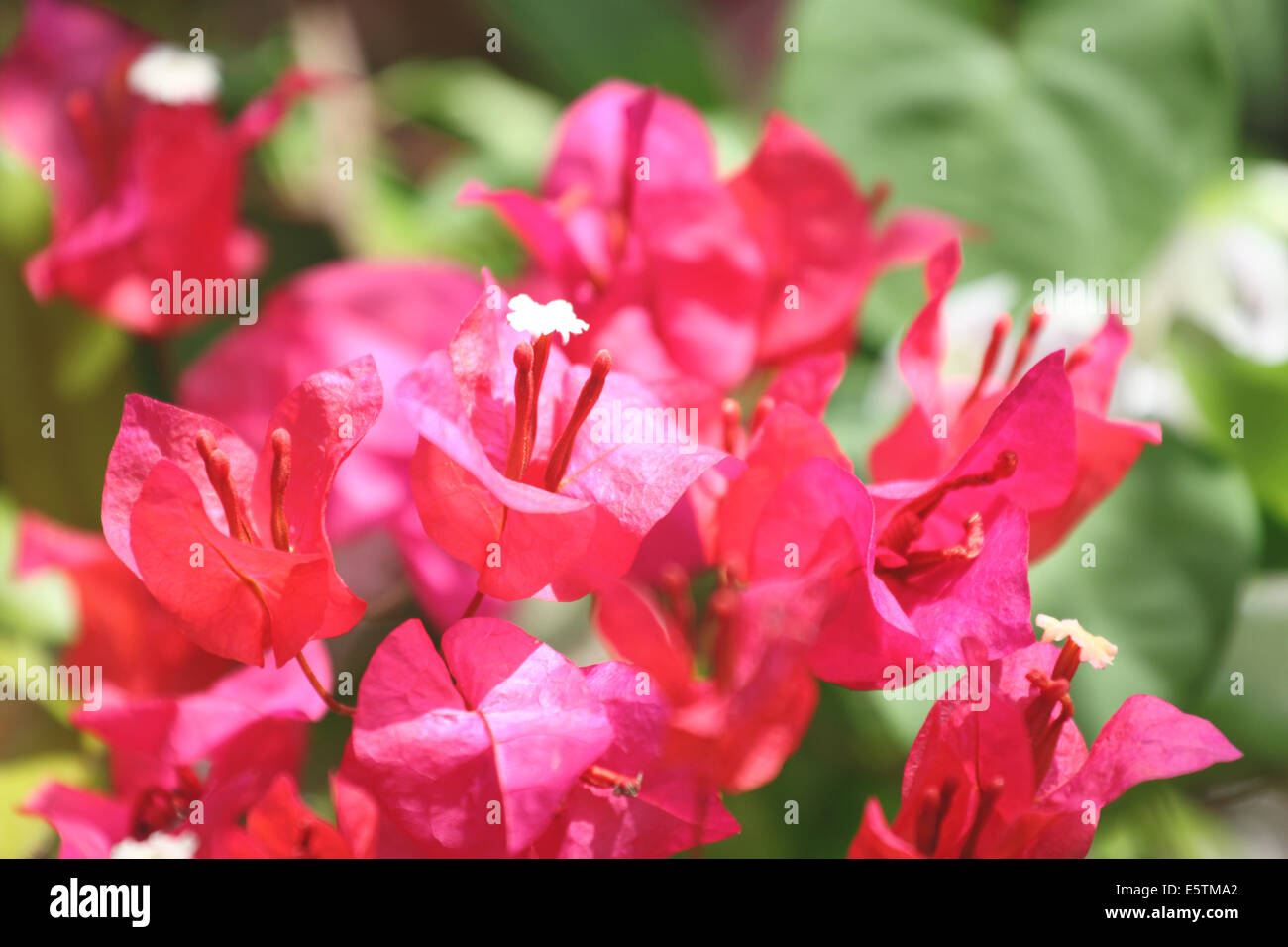 Red bougainvillea flowers in the garden Stock Photo - Alamy
