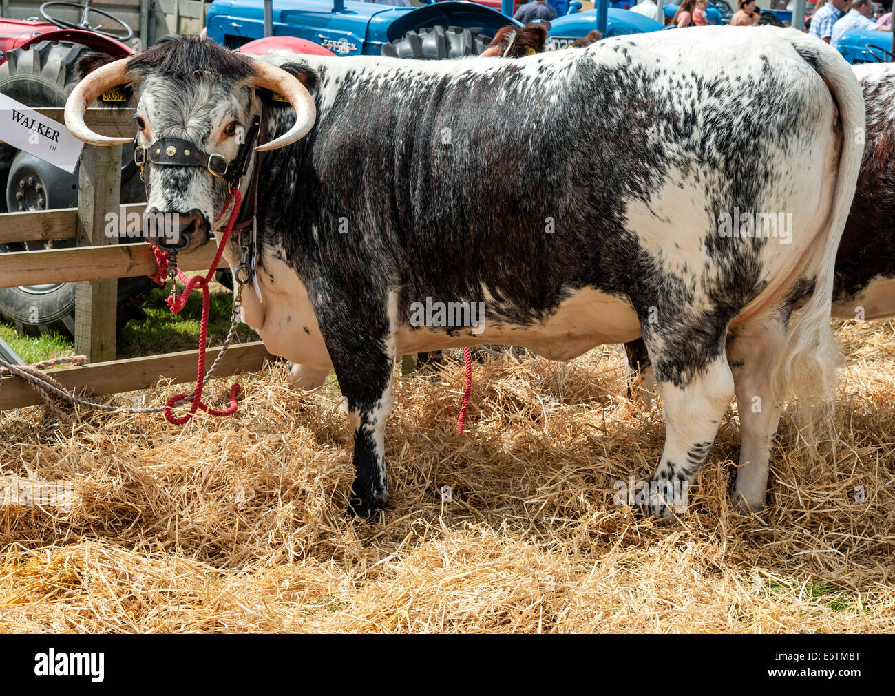 Bull agricultural fair hi-res stock photography and images - Alamy