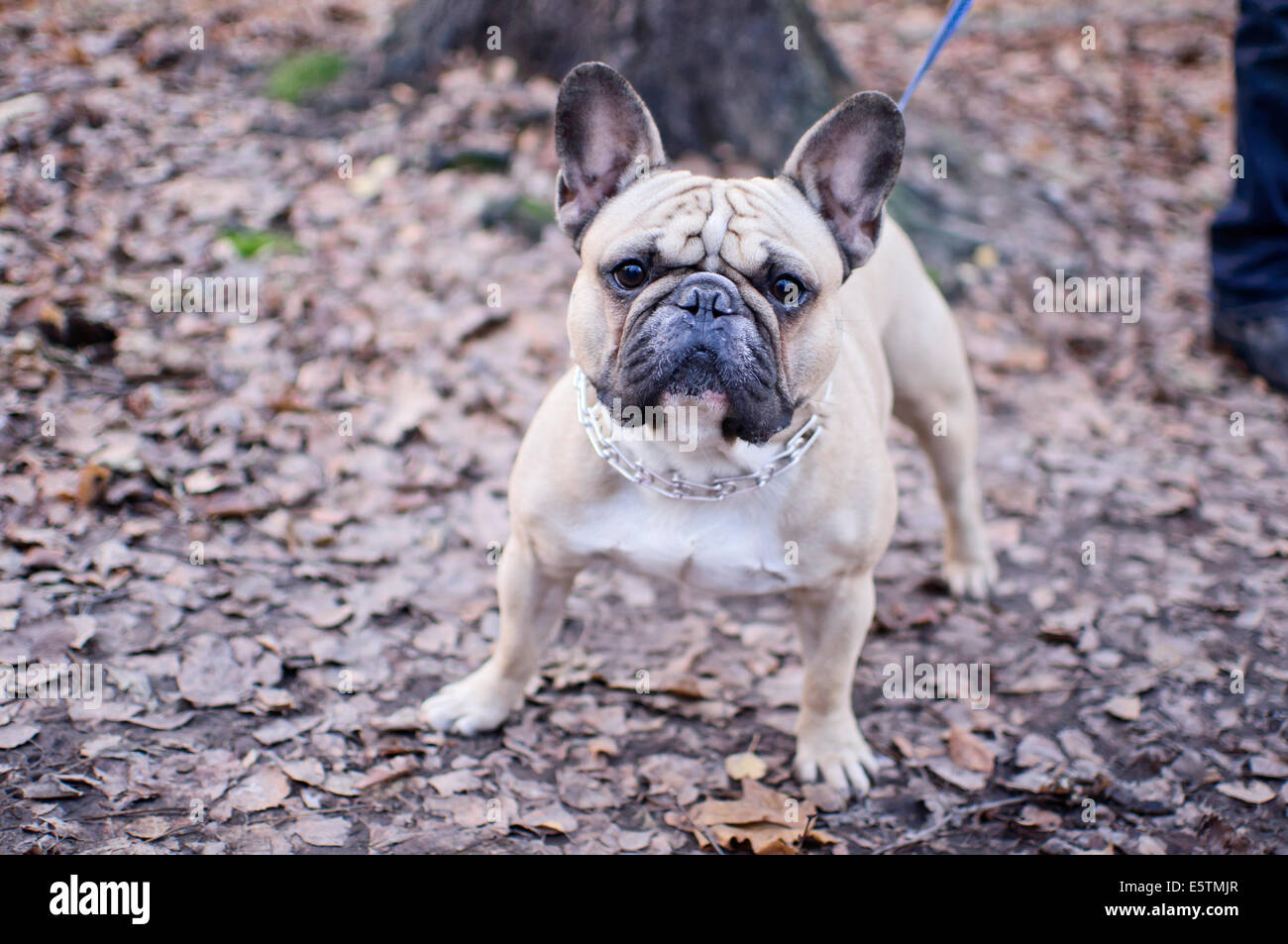 Bulldog fall hi-res stock photography and images - Alamy