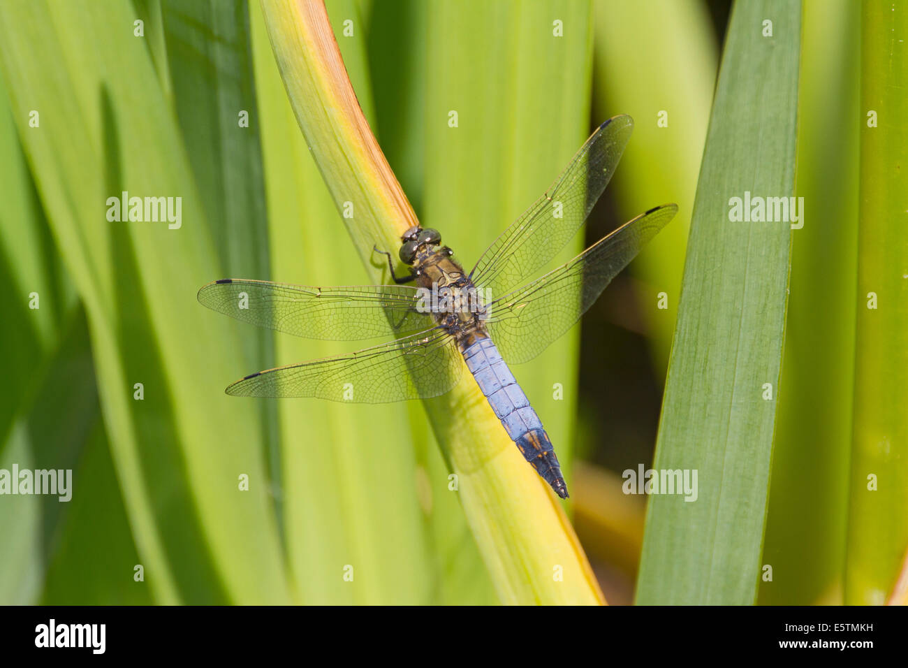 Male Black-tailed Skimmer resting between flights Stock Photo - Alamy