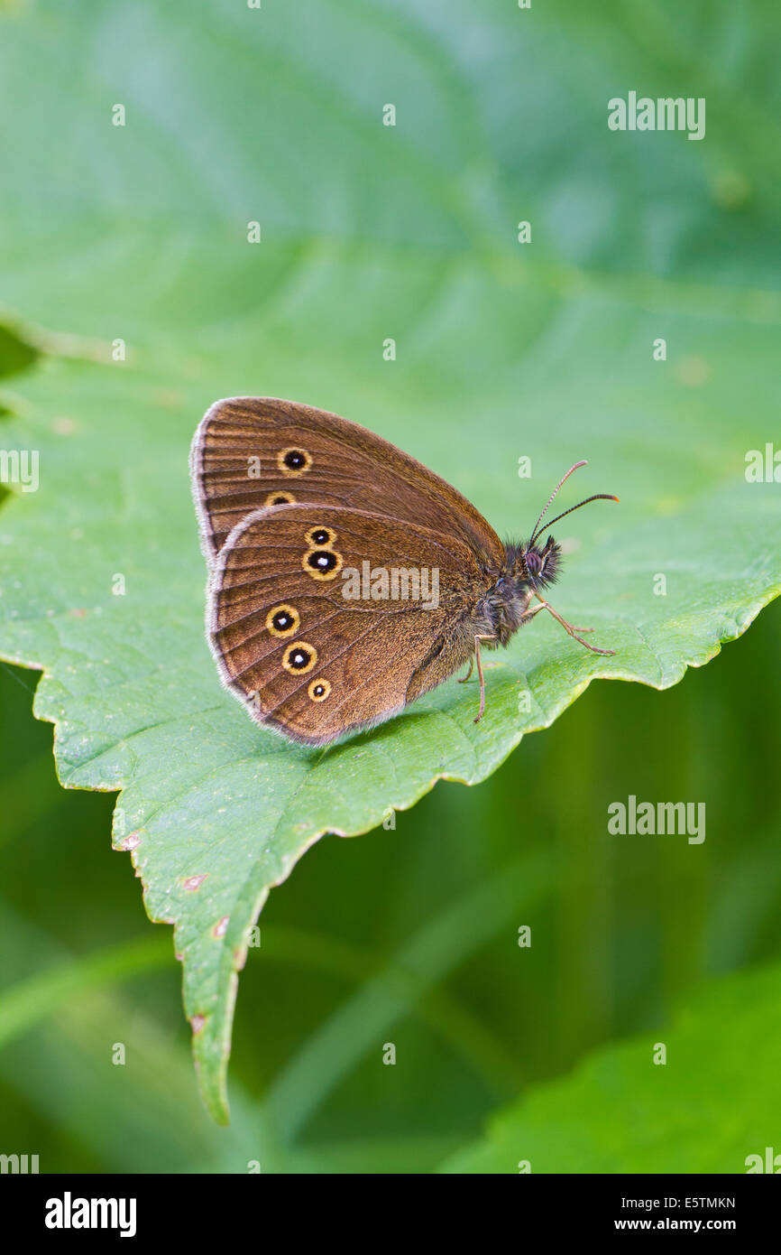 Displaying butterfly hi-res stock photography and images - Alamy