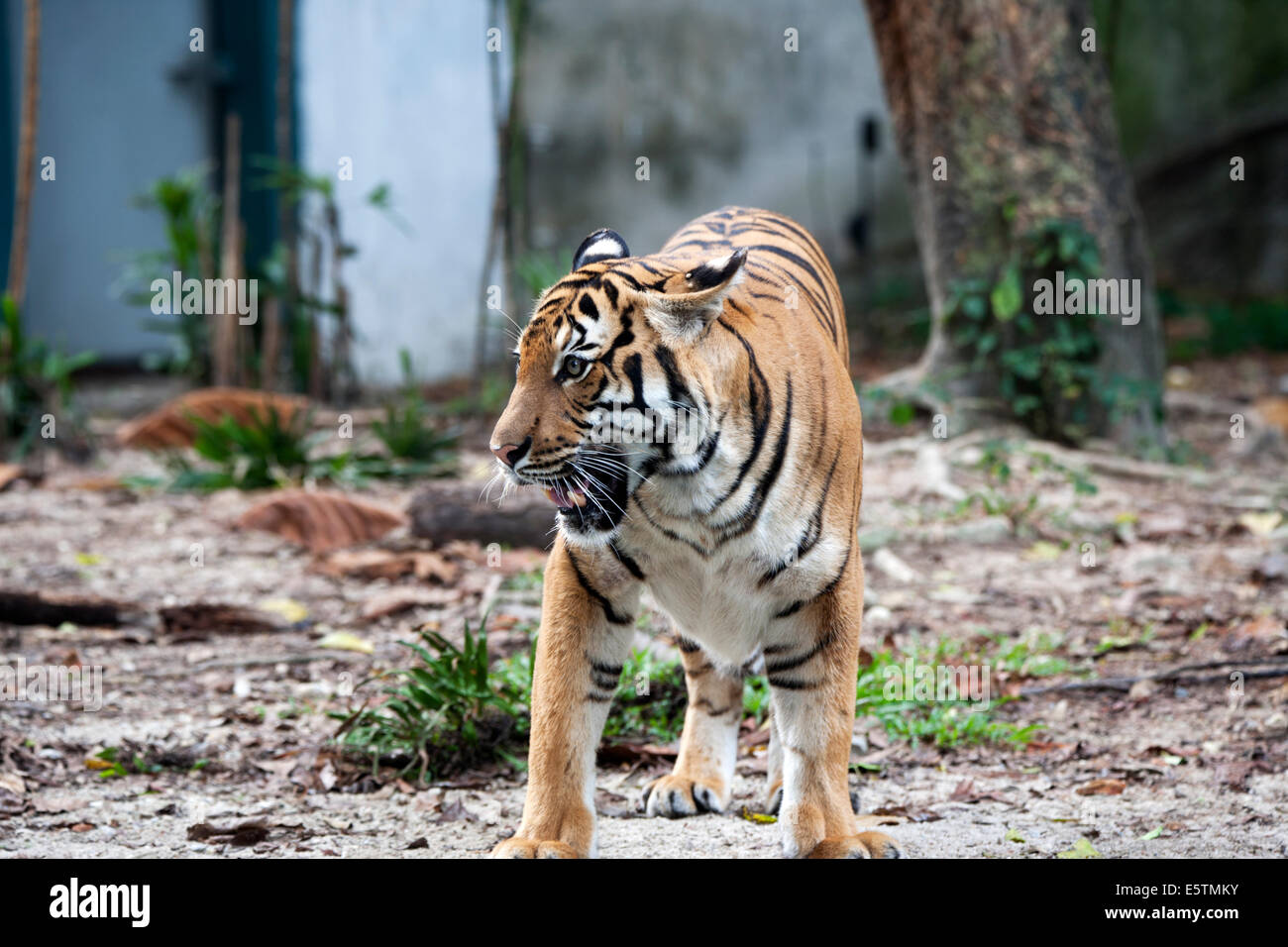 Malayan tiger Panthera tigris jacksoni Stock Photo - Alamy