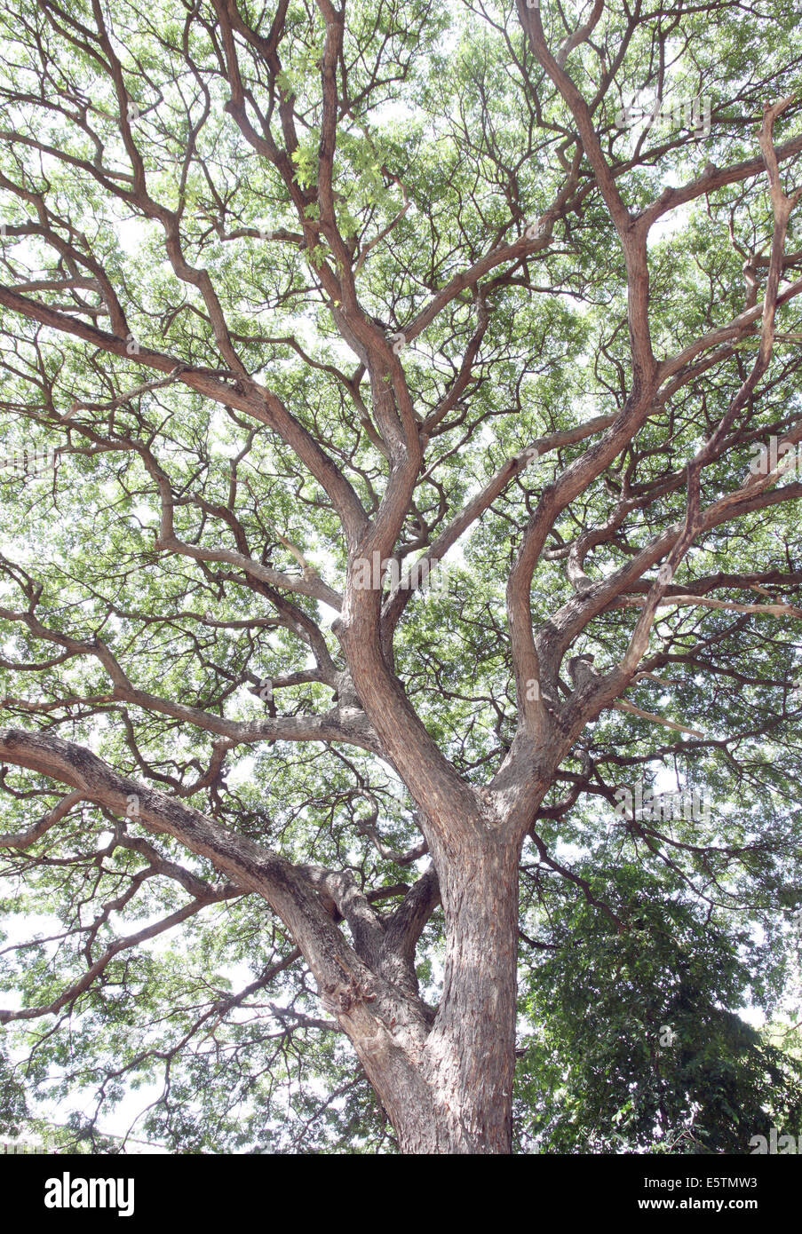 Branches of trees for natural background Stock Photo - Alamy
