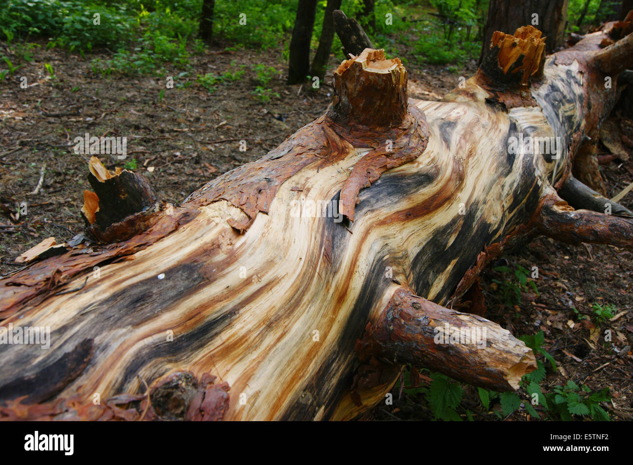 Fallen pine tree in forest hi-res stock photography and images - Alamy